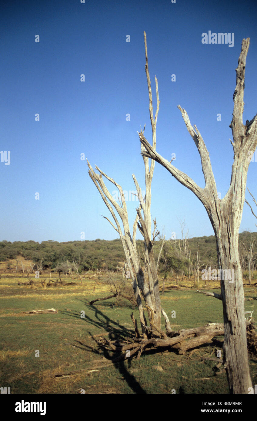 Dead tree branch branches old hi-res stock photography and images - Alamy