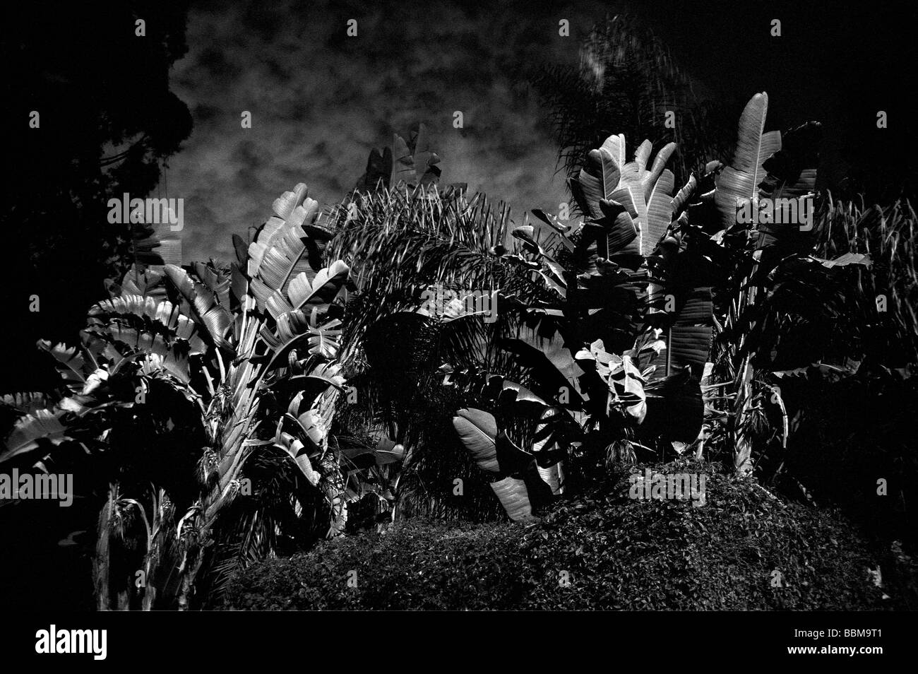 Night shot of Los Angeles shrubbery and trees Stock Photo - Alamy