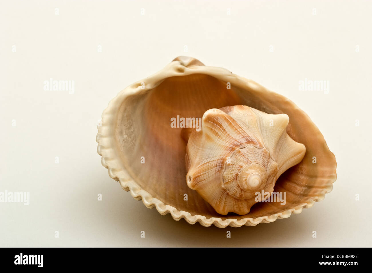 Small conch shell in side another sea shell Stock Photo - Alamy