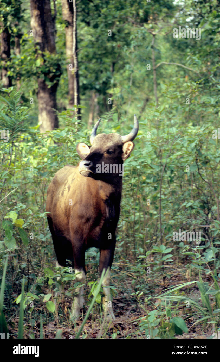 Gaurs in india hi-res stock photography and images - Alamy