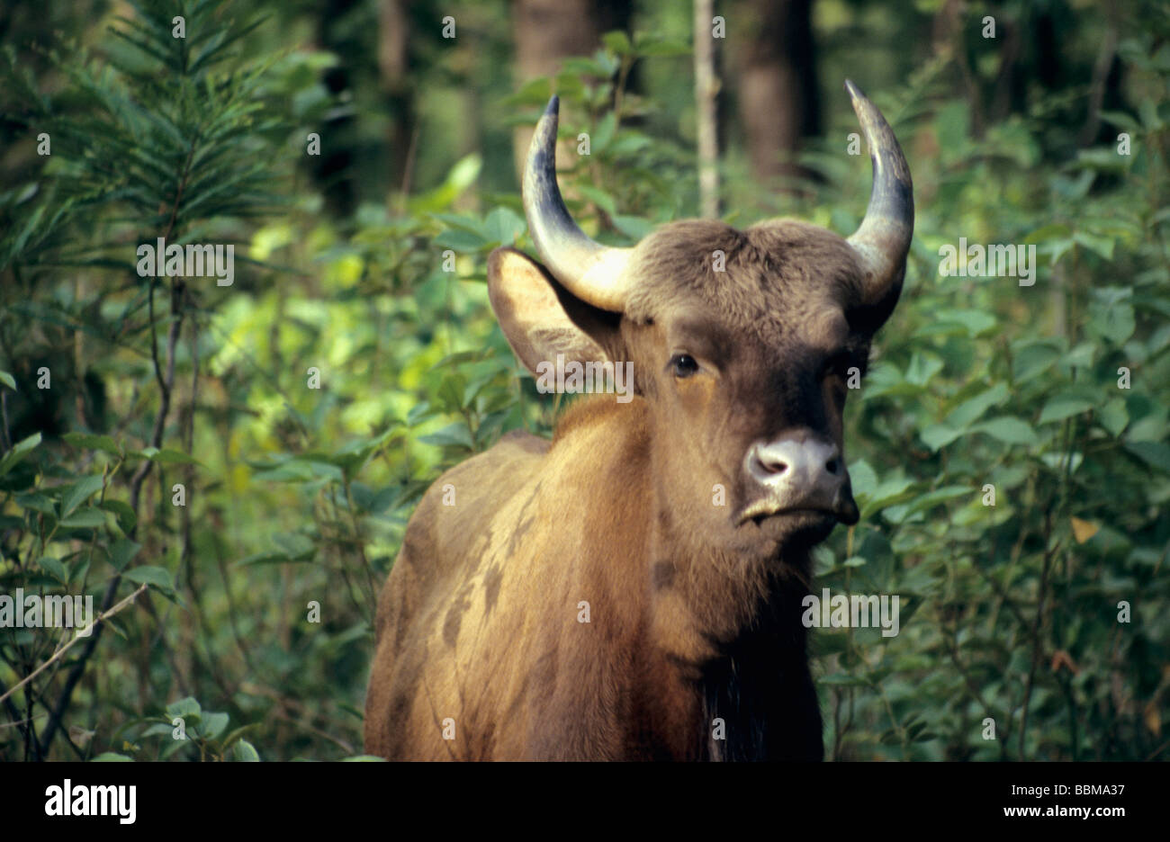 Young Gaur in Kanha, India Stock Photo - Alamy
