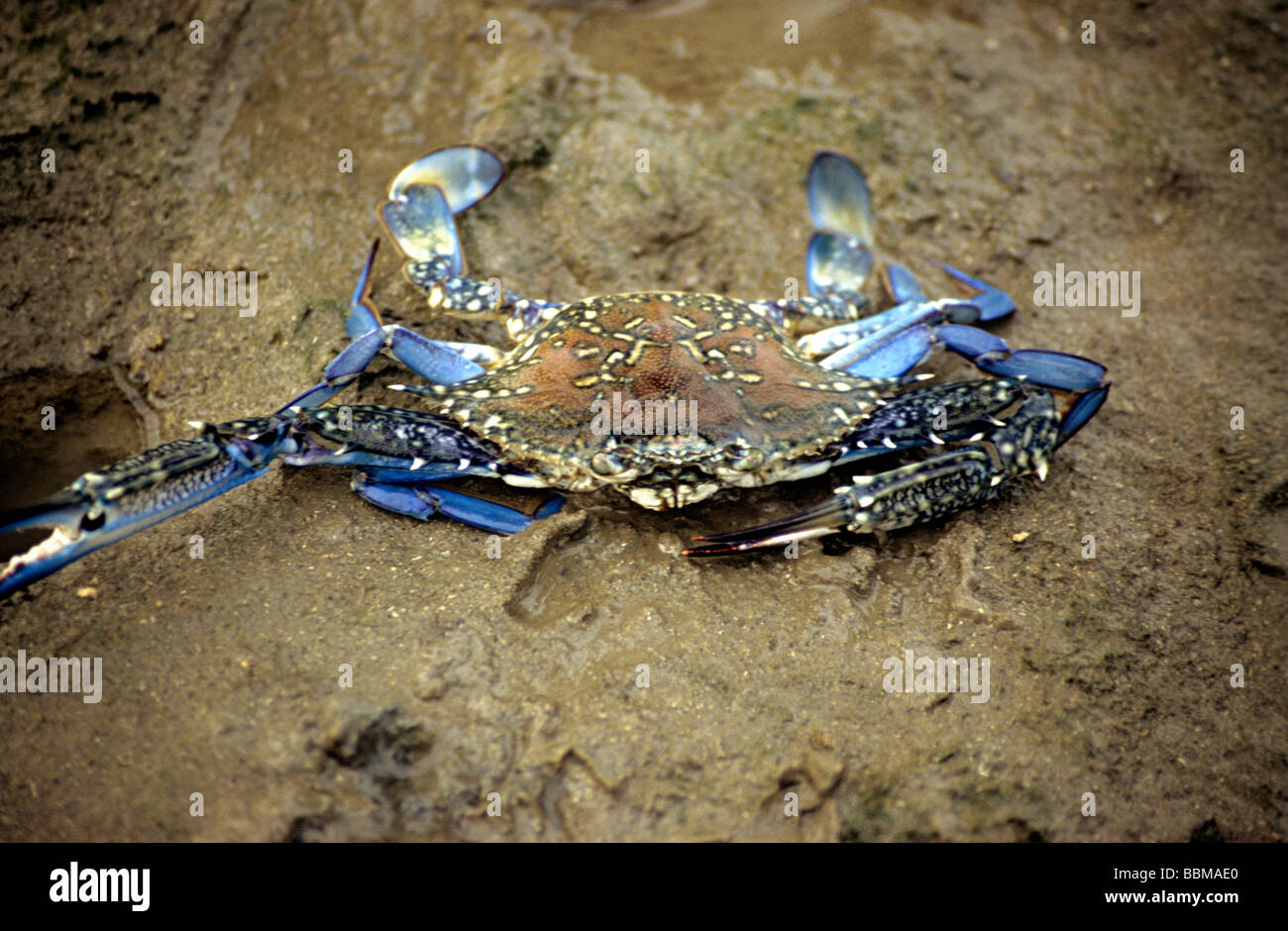 Blue Crab (Neptunus pelagicus) at Narara Island, Gujarat, India Stock ...