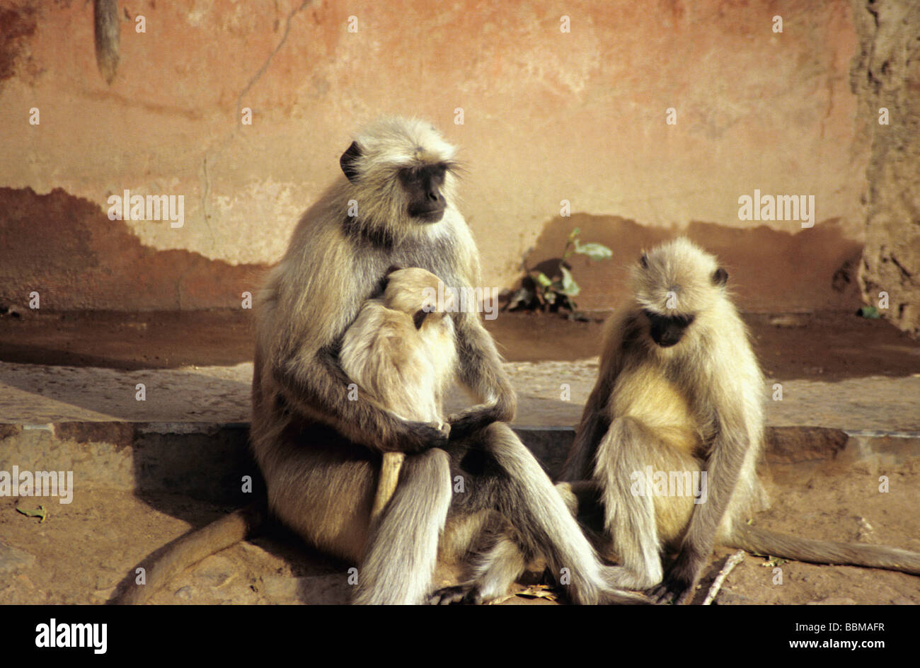 Hanuman with family hi-res stock photography and images - Alamy