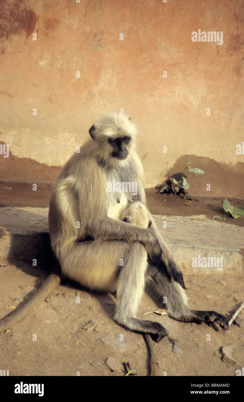 Langoor hi-res stock photography and images - Alamy