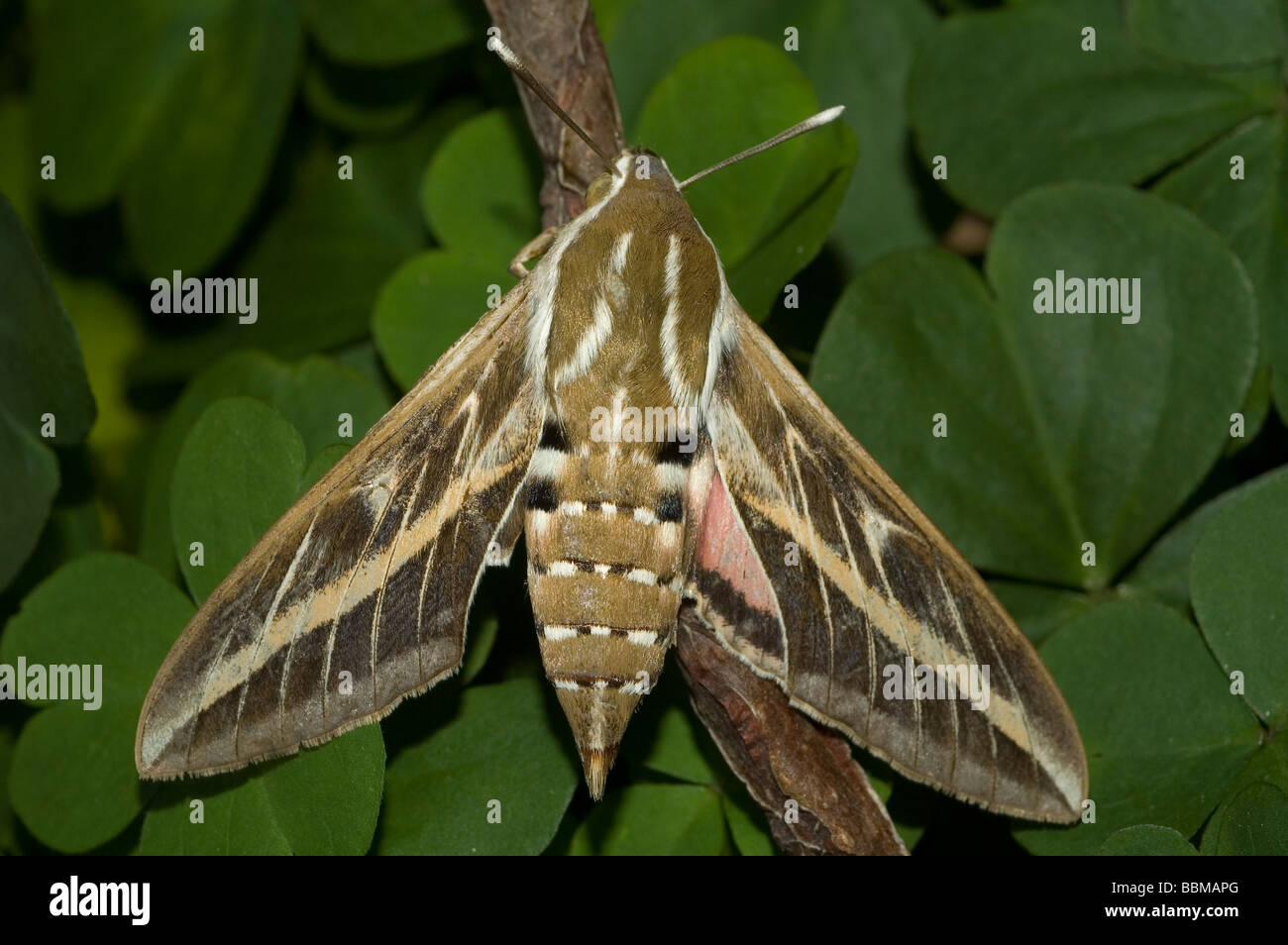 Striped Hawk-moth (Hyles livornica Stock Photo - Alamy