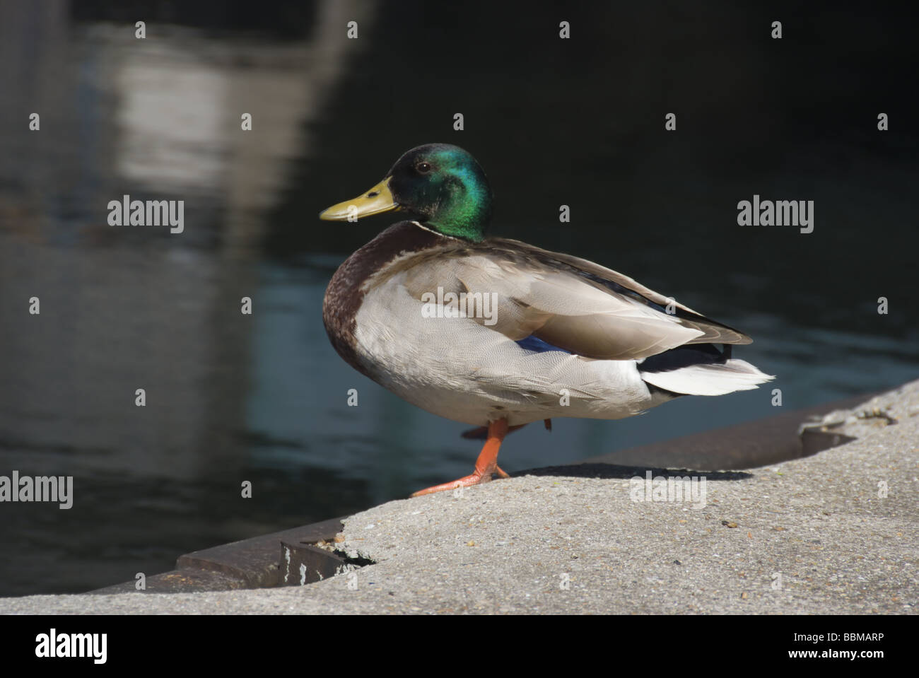 A mallard sitting beside the Hackney Cut Stock Photo - Alamy