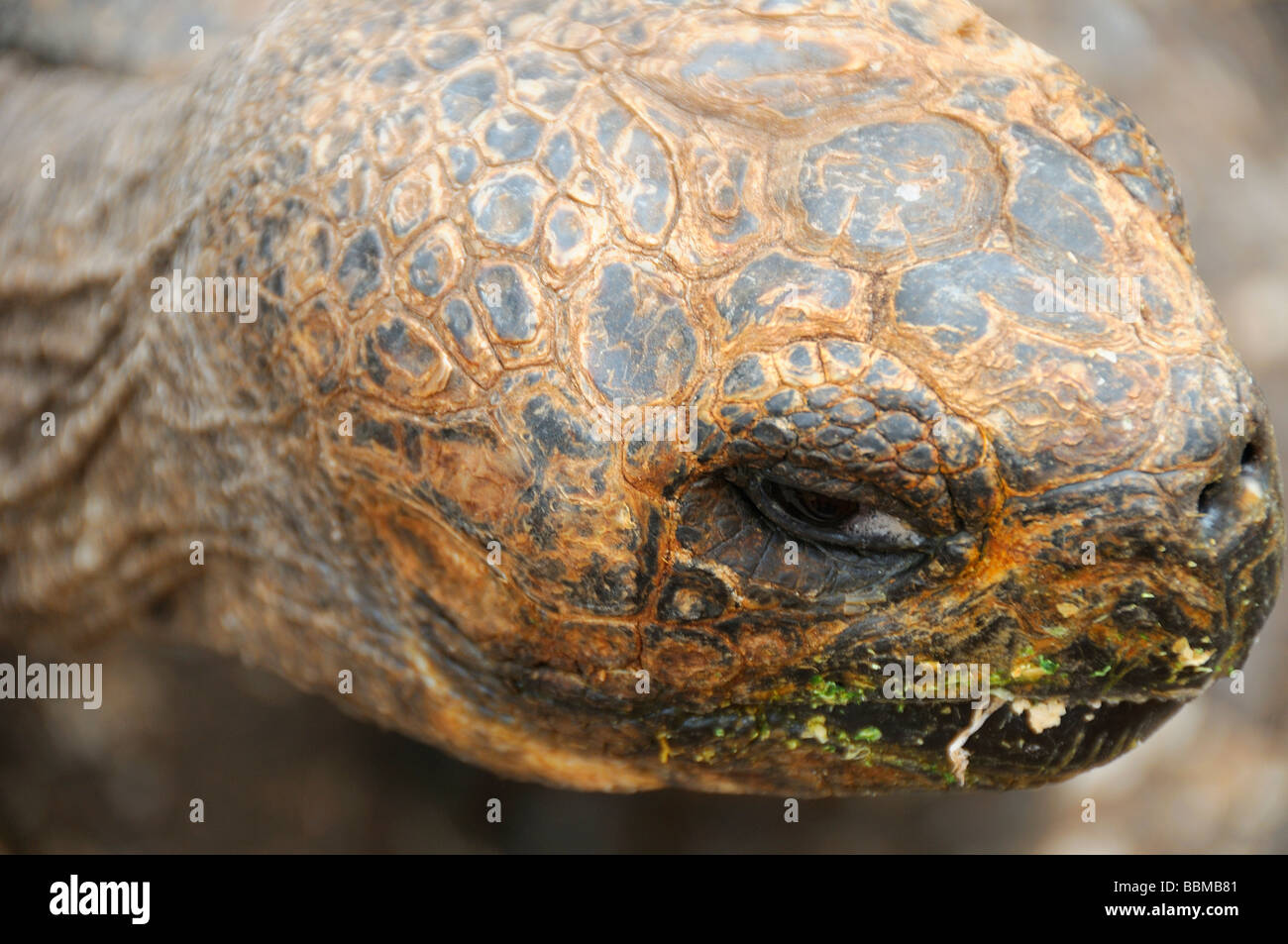 Tortoise scales hi-res stock photography and images - Alamy