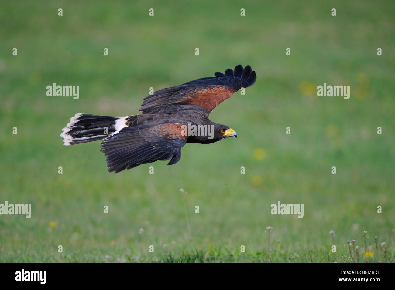 Harris's hawk (Parabuteo unicinctus) in flight Stock Photo - Alamy