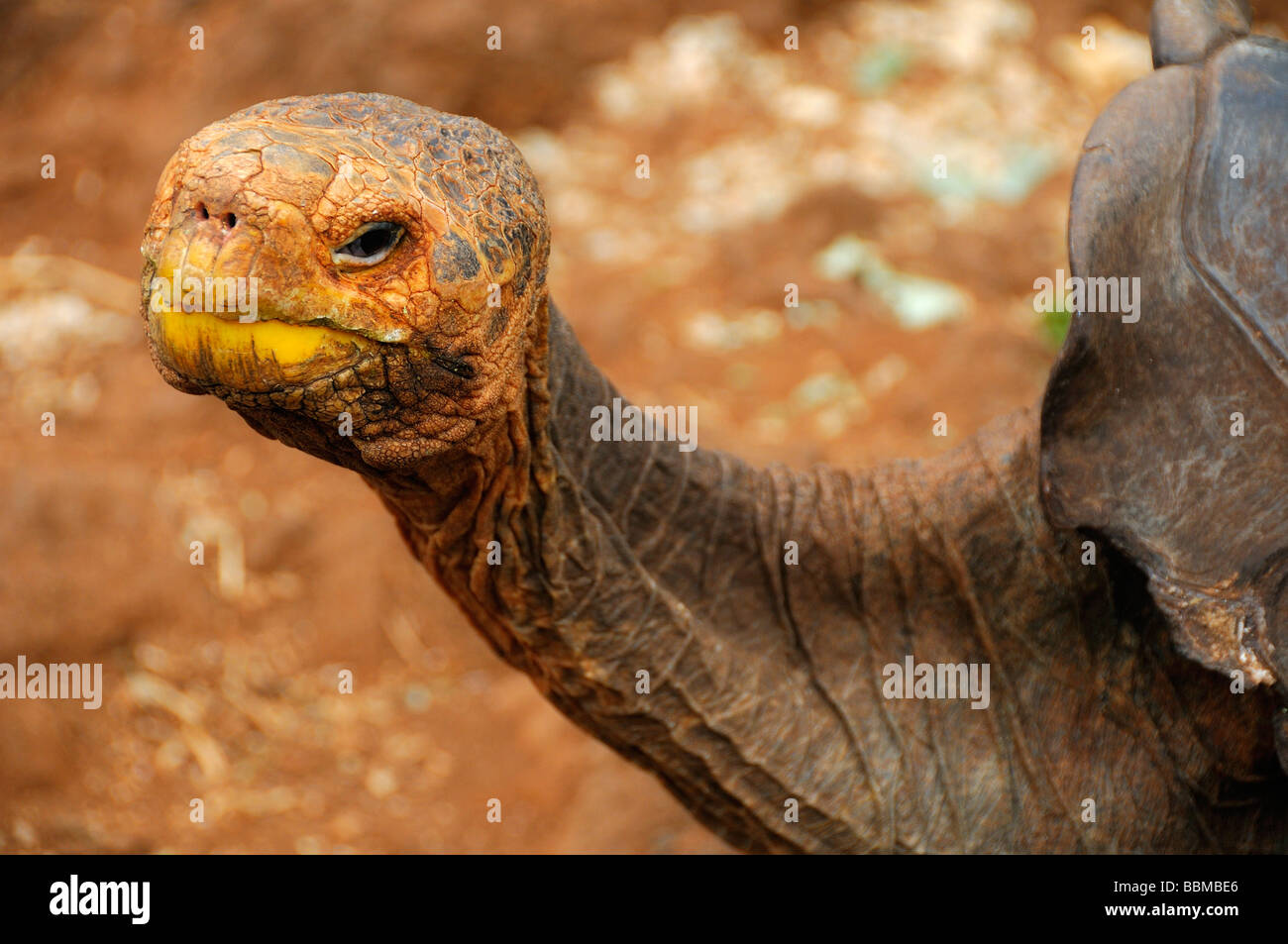 Galapagos giant tortoise española hi-res stock photography and images ...
