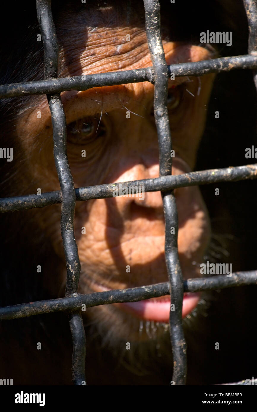 Face cage hi-res stock photography and images - Alamy