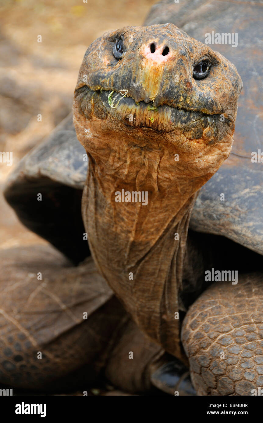 George the tortoise hi-res stock photography and images - Alamy
