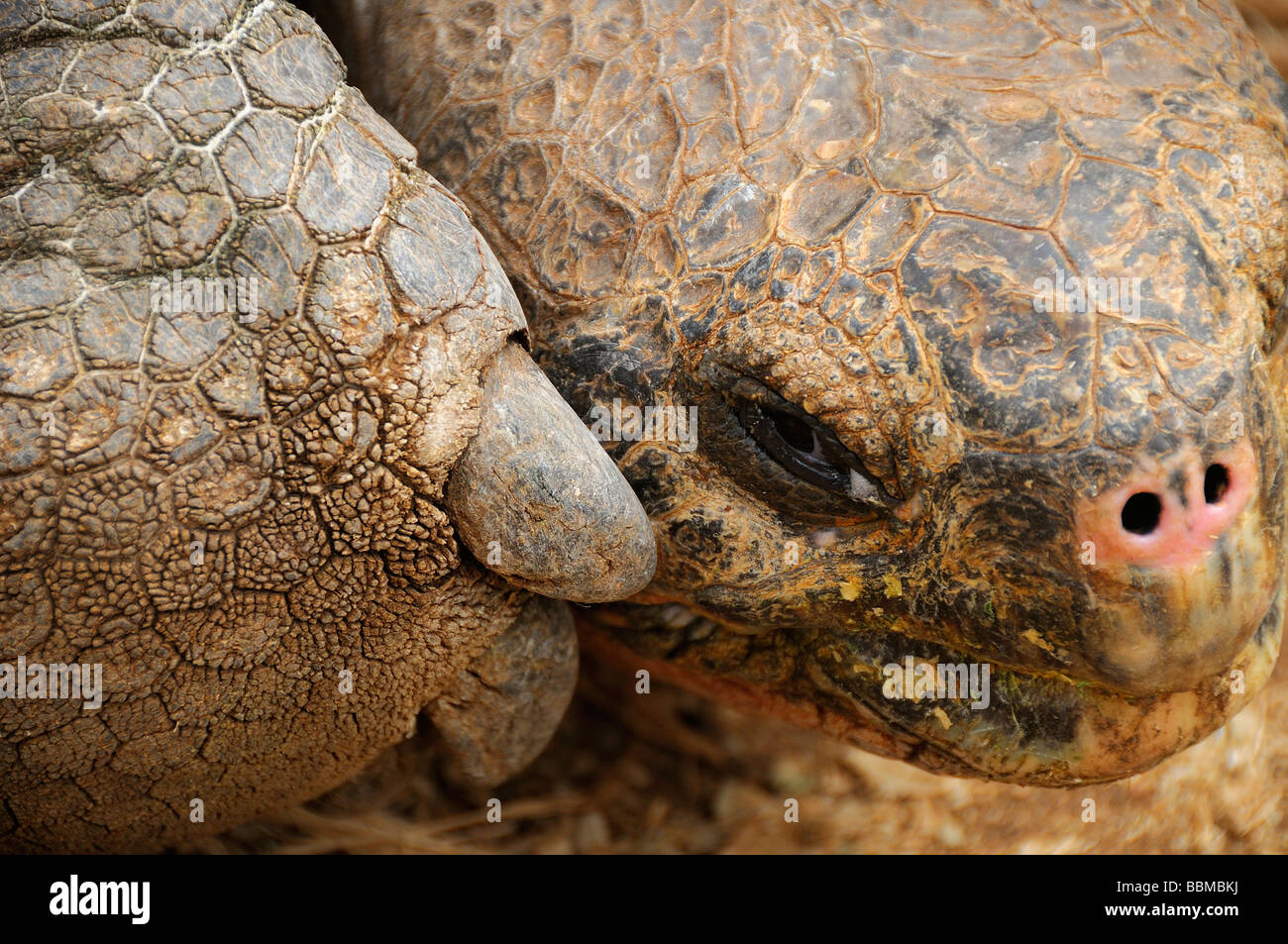 Giant tortoise espanola giant tortoise hi-res stock photography and ...