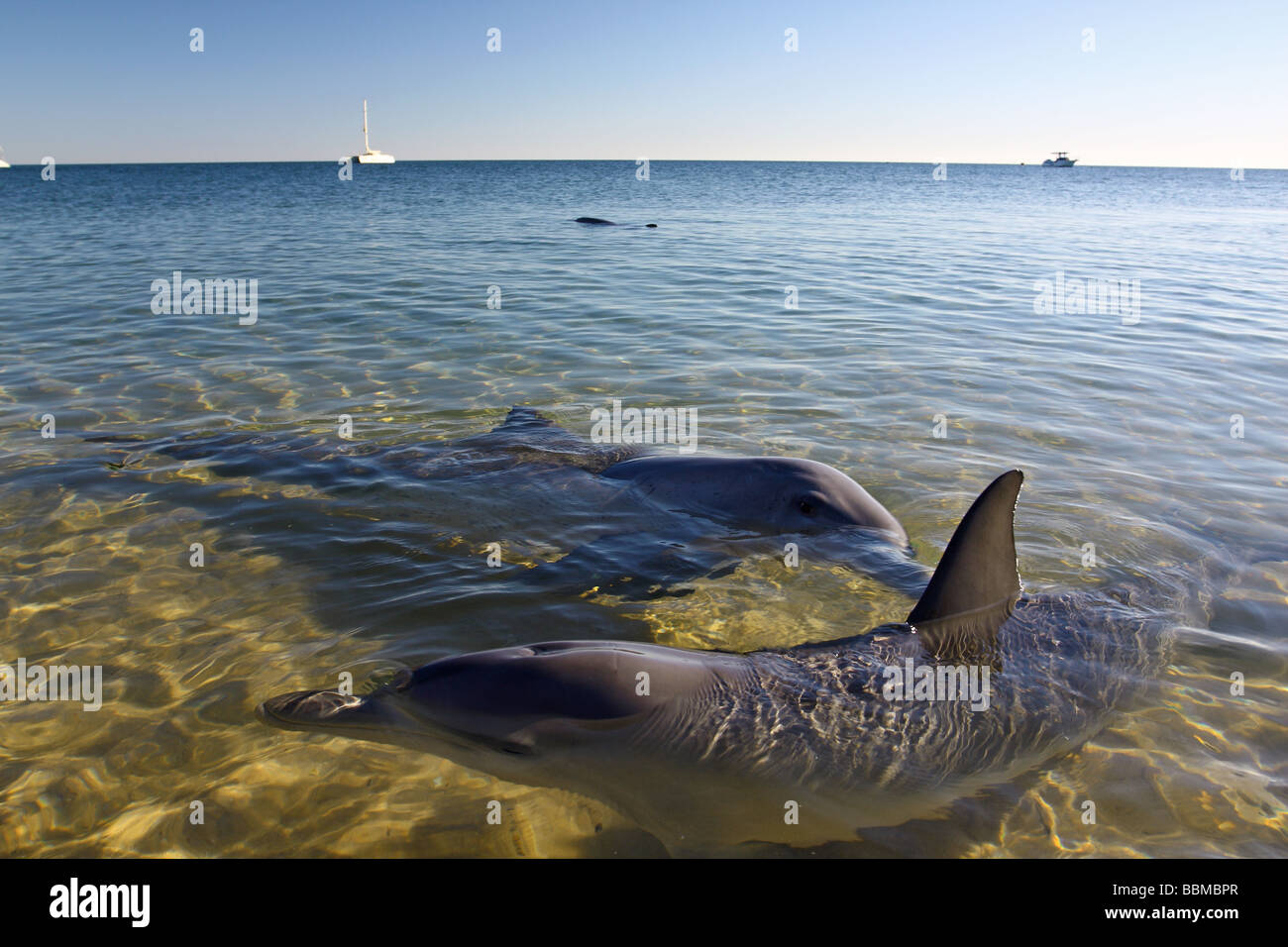 2 two Indo-Pacific Bottlenose Dolphin (Tursiops aduncus) in shallow ...