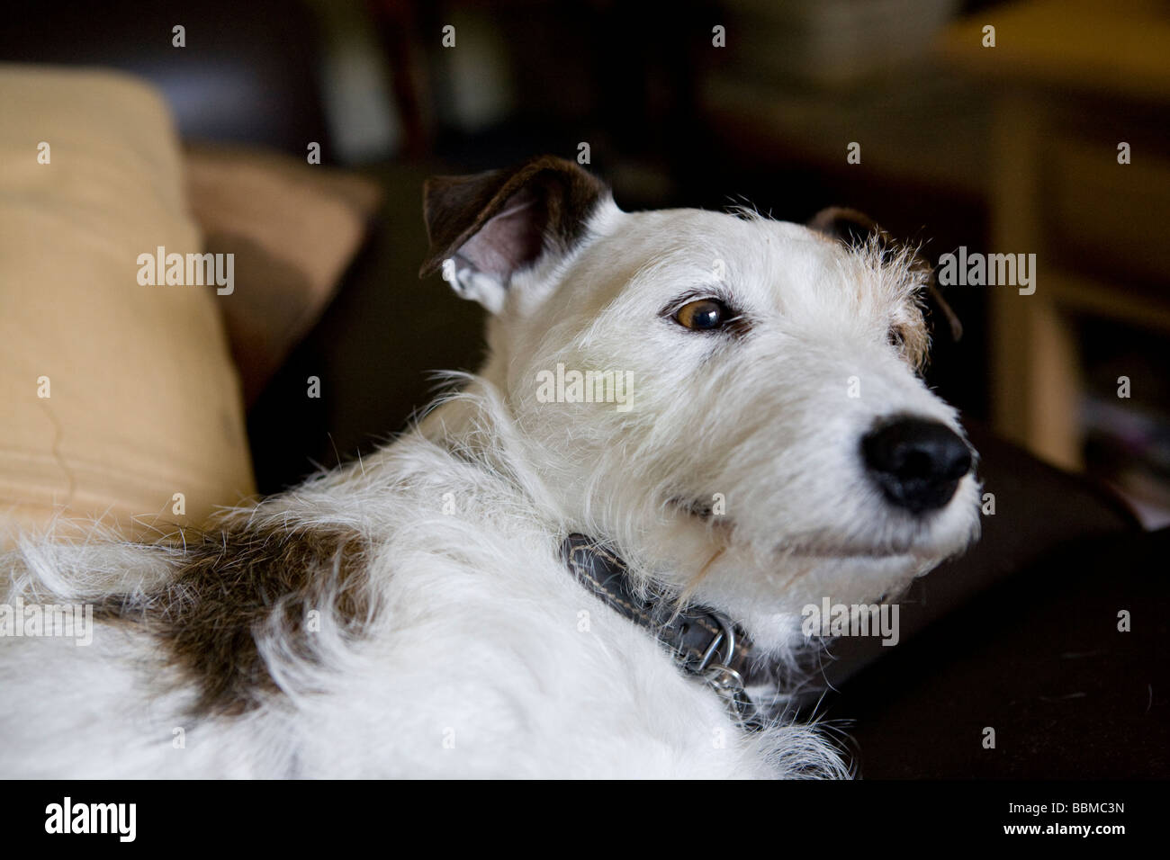 jack russell smiling Stock Photo - Alamy