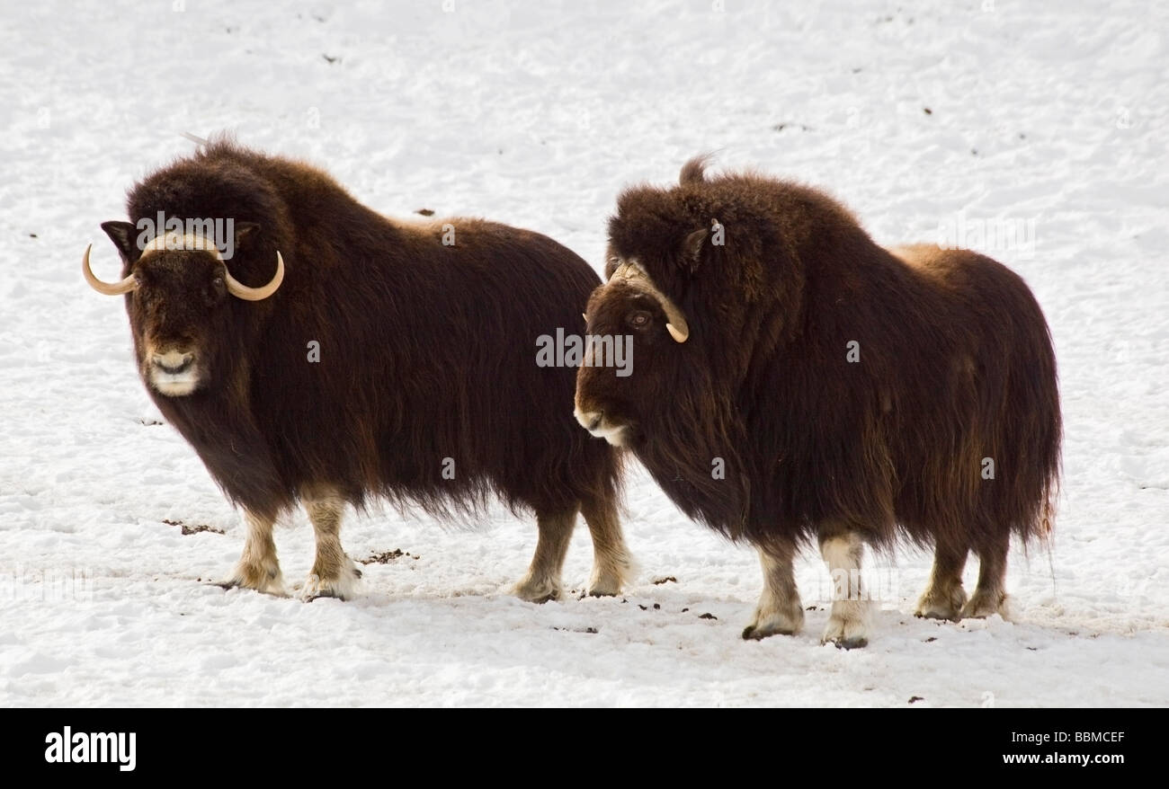 Muskox, muskoxen (Ovibos moschatus), females, cows, Yukon Territory ...