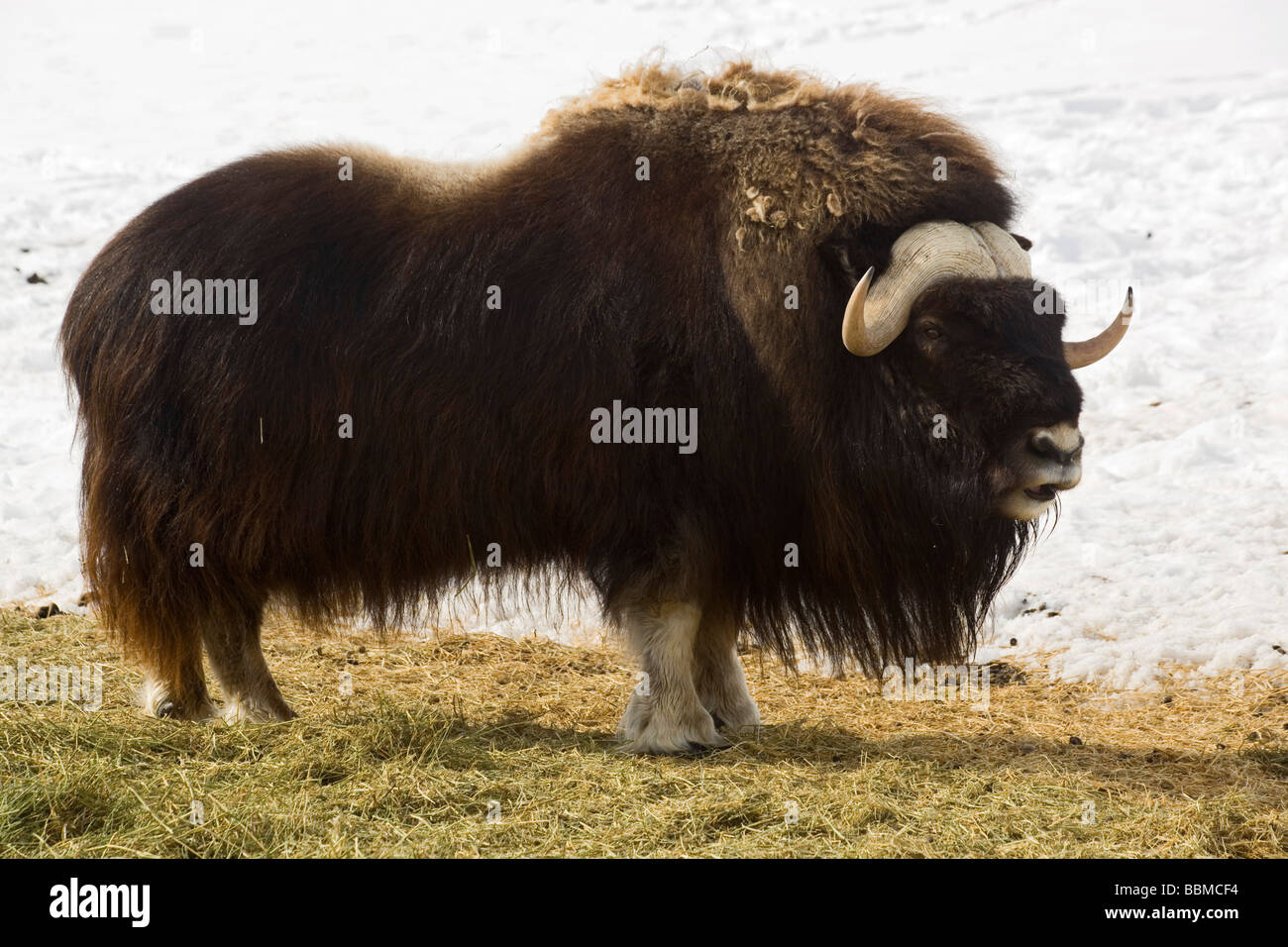 Muskox, muskoxen (Ovibos moschatus), male, bull, Yukon Territory ...