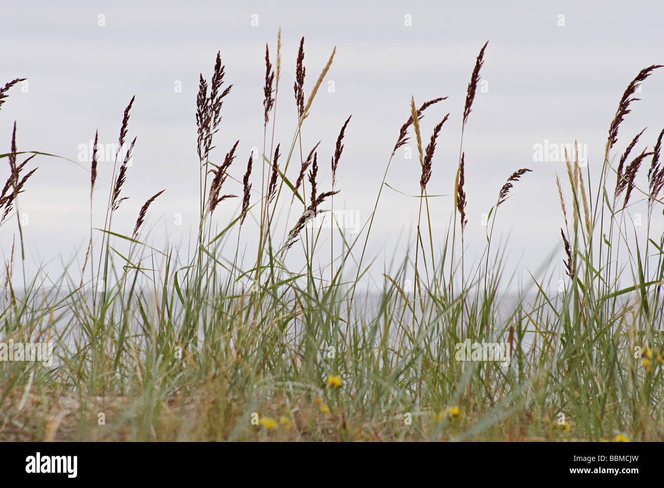 grass shore with dim sea background Stock Photo - Alamy