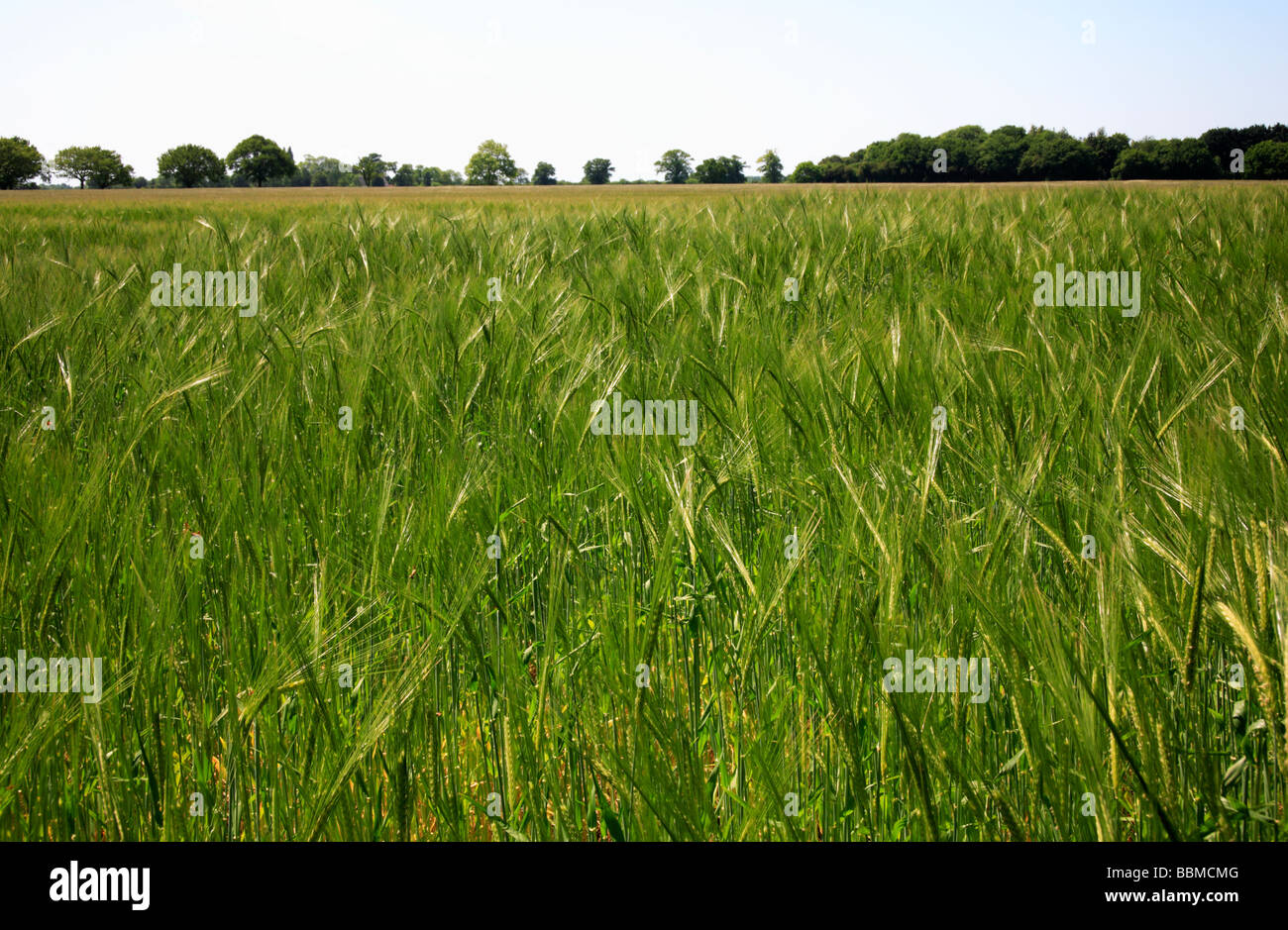 Weed in barley crop hi-res stock photography and images - Alamy