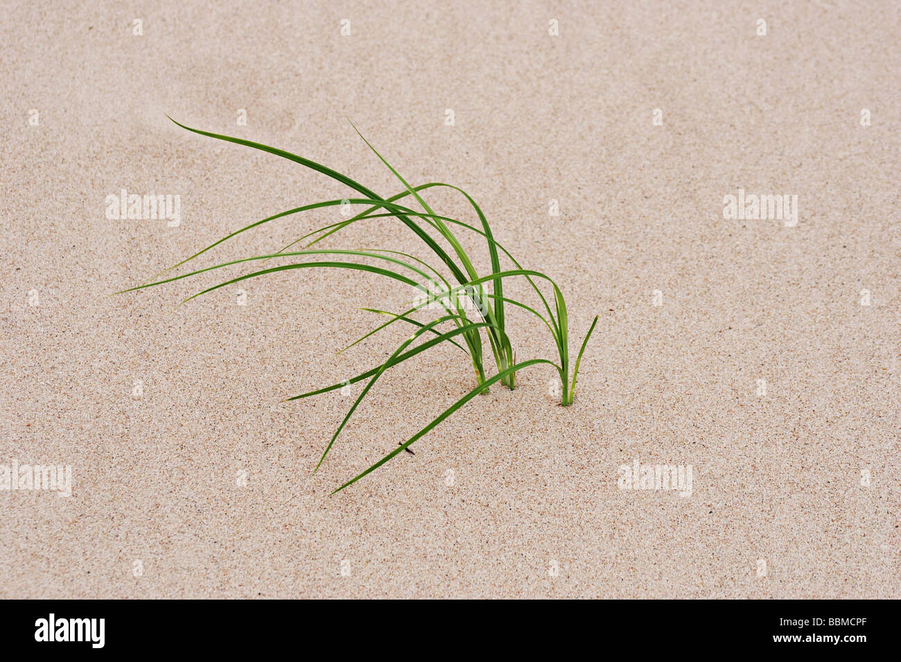 green grass growing through sand Stock Photo - Alamy