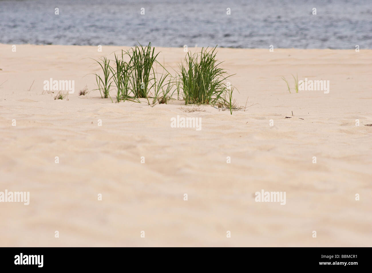Sand dune sedge hi-res stock photography and images - Alamy