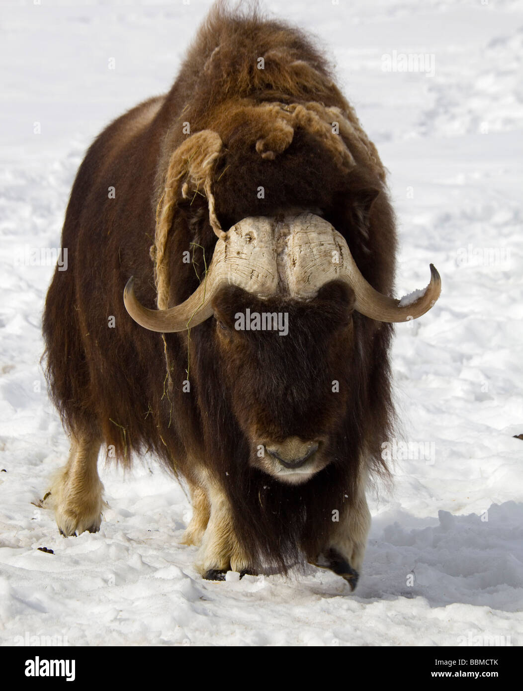 Canadian muskox hi-res stock photography and images - Alamy
