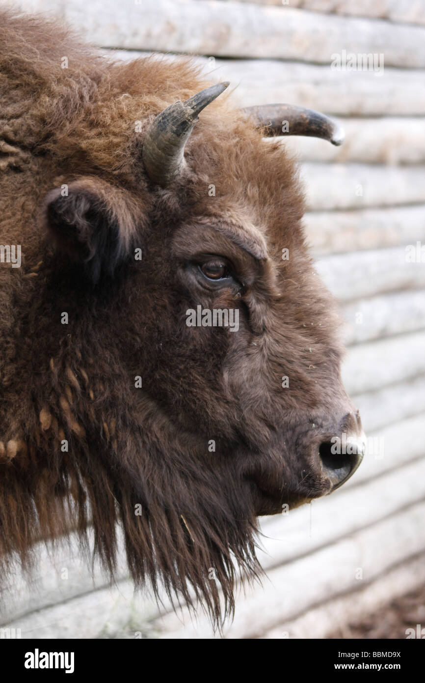 head of a wisent Bison bonasus Stock Photo - Alamy