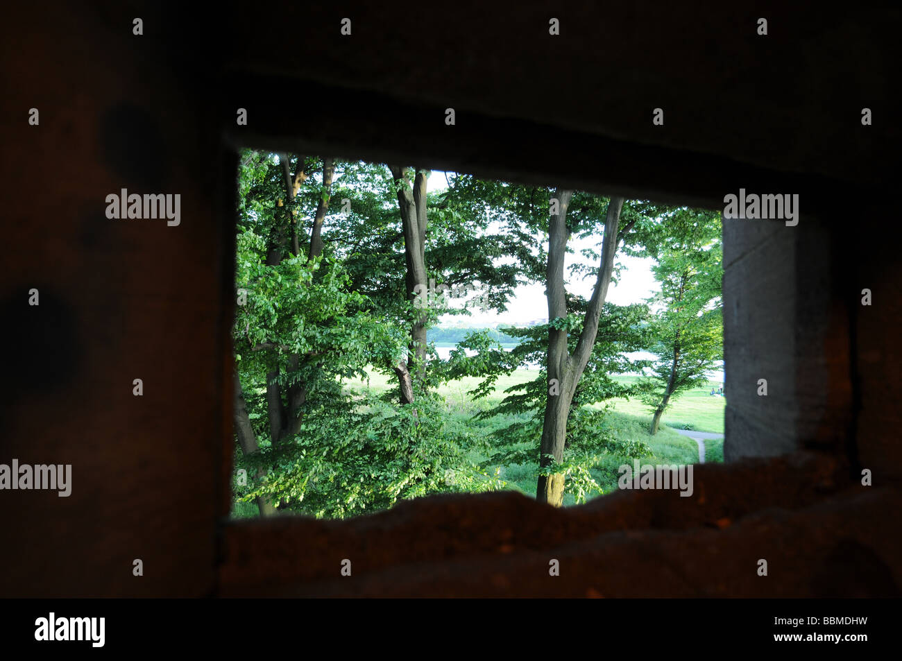 Trees seen through a window Stock Photo - Alamy