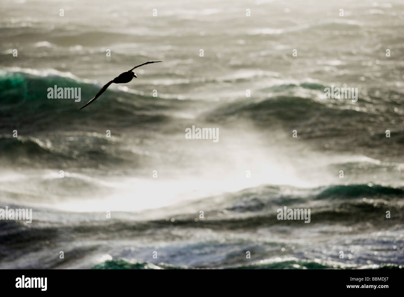 Antarctica, Drakes Passage. Albatross sweeping gracefully across the ...
