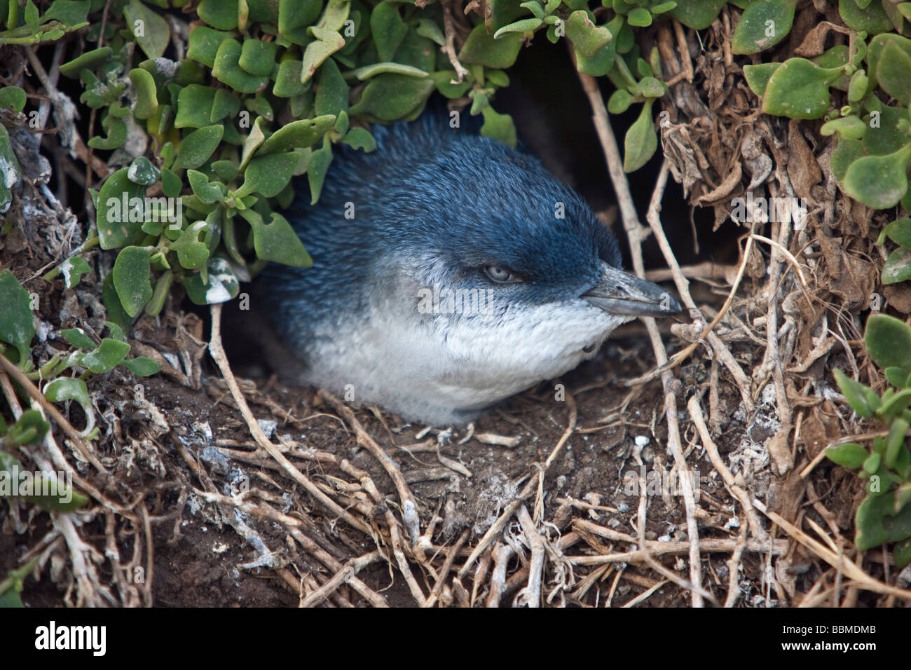 Phillip island victoria penguin hi-res stock photography and images - Alamy