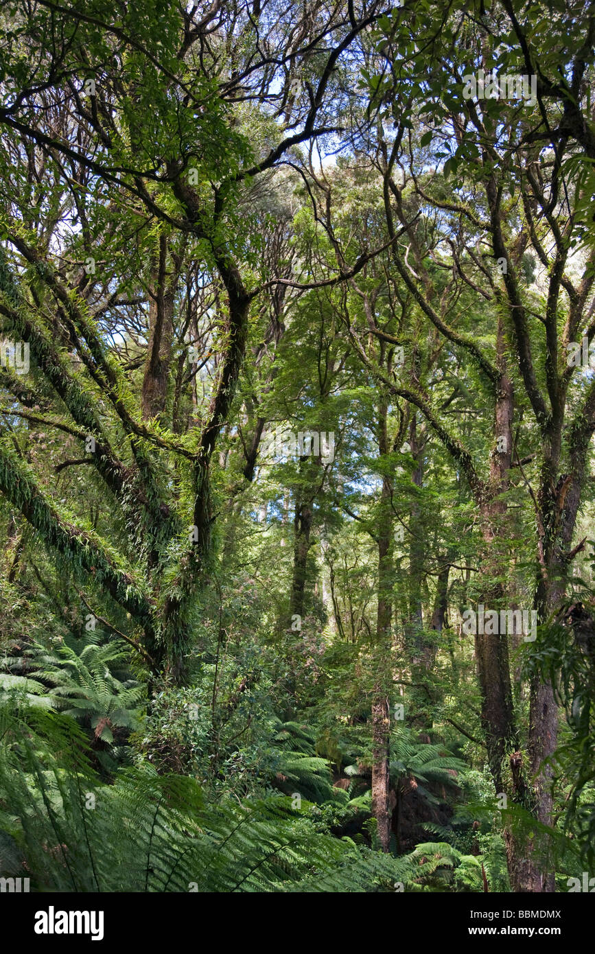 Australia, Victoria. The rainforest in Melba Gully of the Otway ...