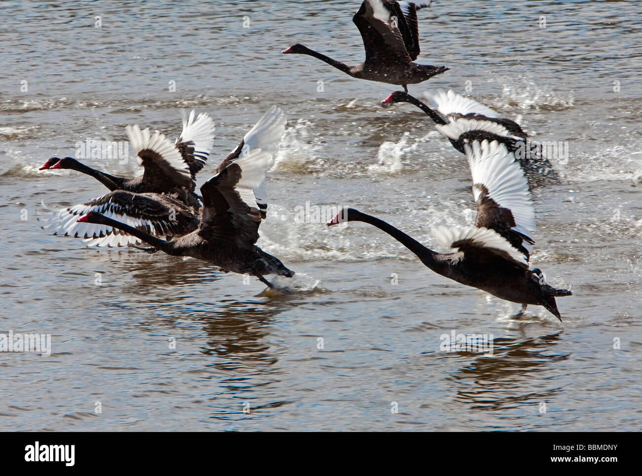 Australia, Victoria. Black swans taking off from a dam on Puunyart Farm ...