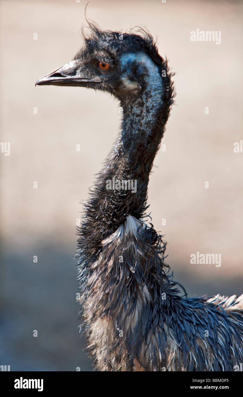 Australia, Victoria. A flightless emu Australia s largest bird Stock ...