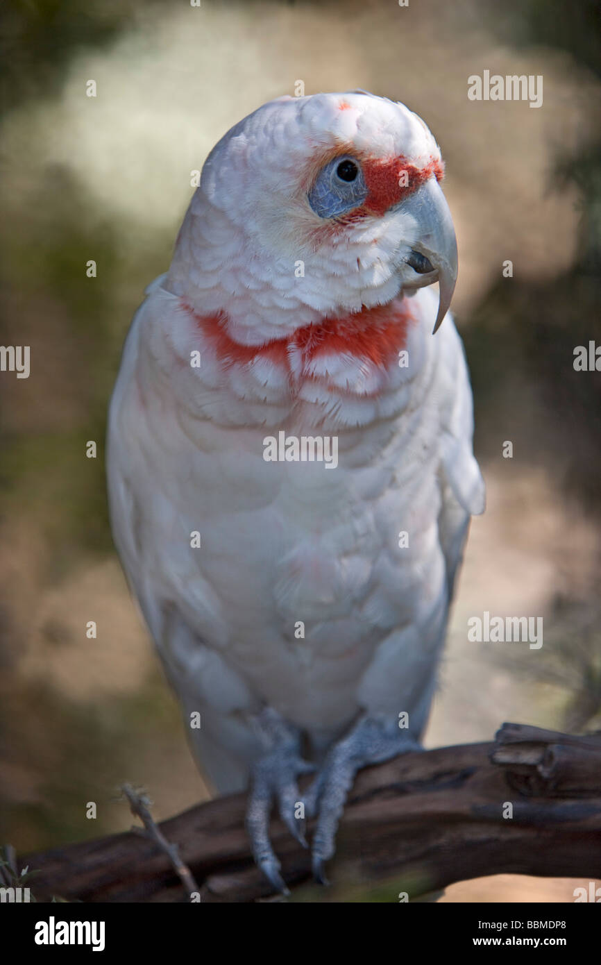 Australia, Victoria. A long-billed Corella, native to Australia ...