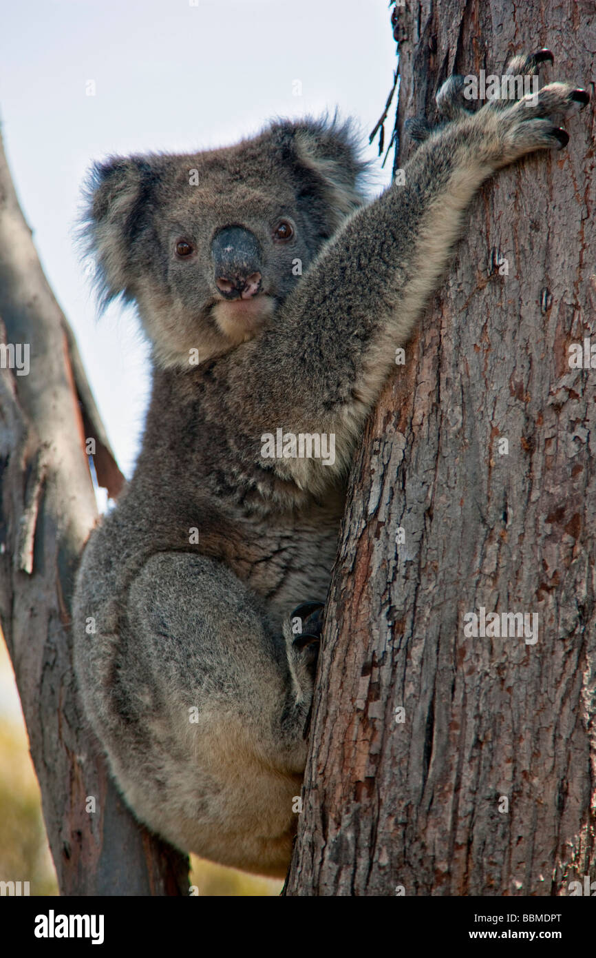 Koala on the tree hi-res stock photography and images - Alamy