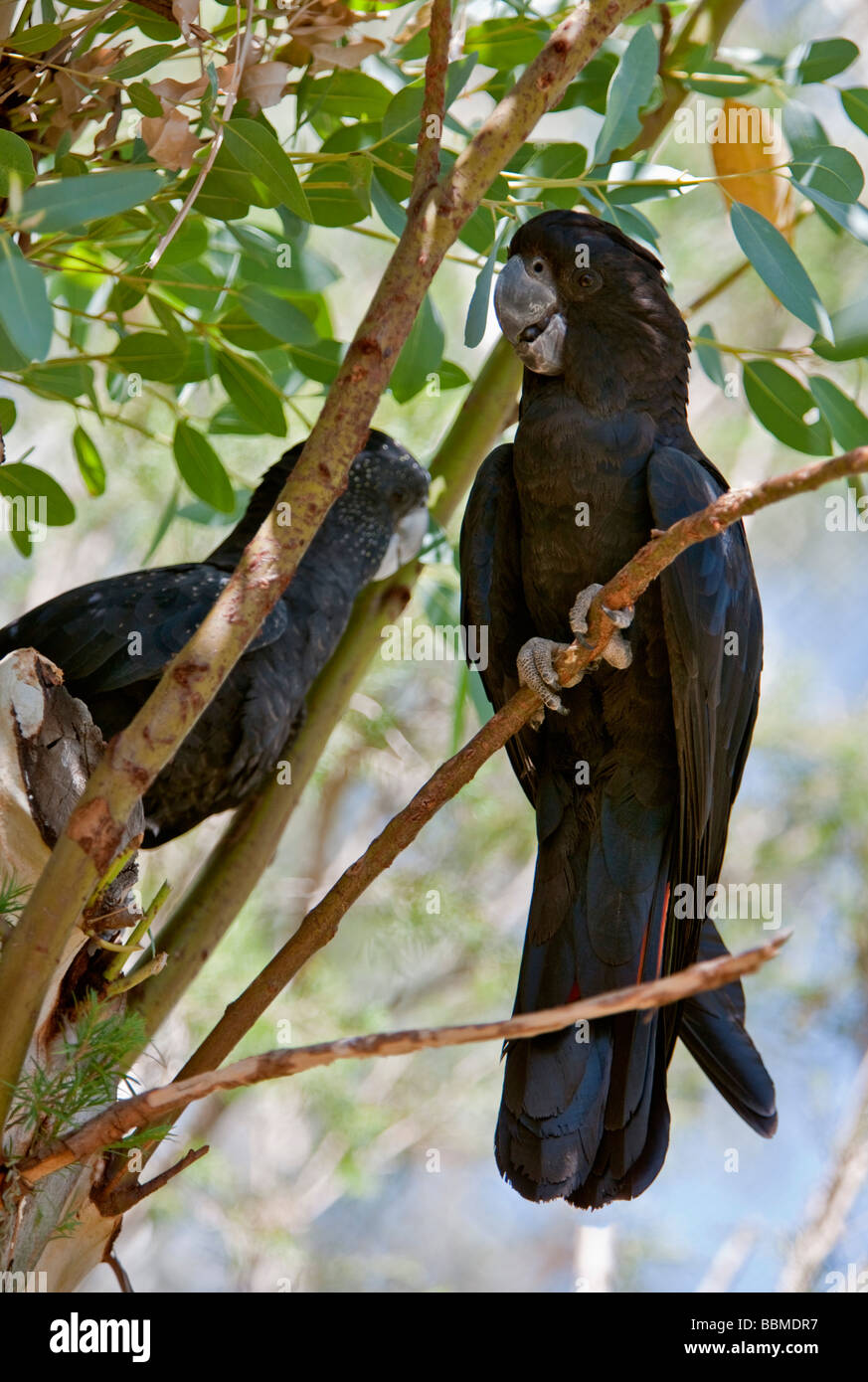 Australia, Northern Territory. Red-tailed Cockatoos at Alice Springs ...
