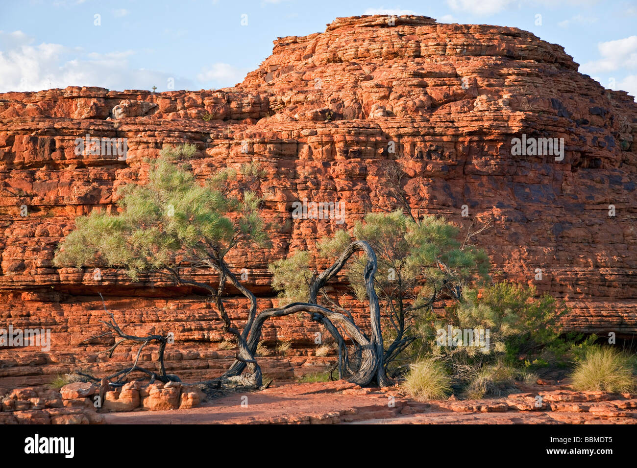 Australia, Northern Territory. Eucalypt trees and red rock formations ...