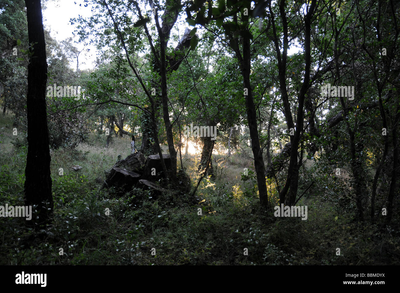 Forest in France Stock Photo - Alamy