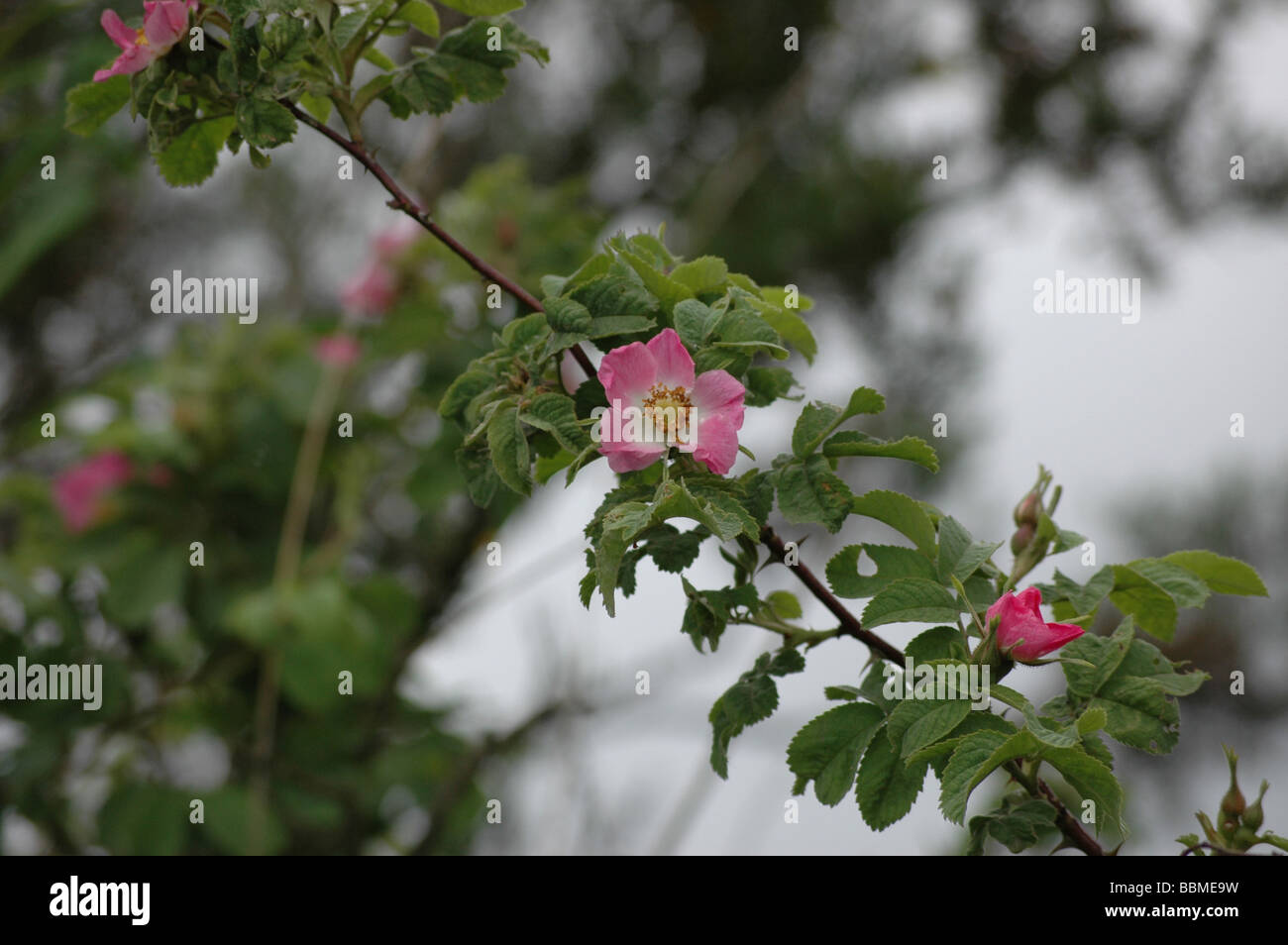 Wild climber rose hi-res stock photography and images - Alamy