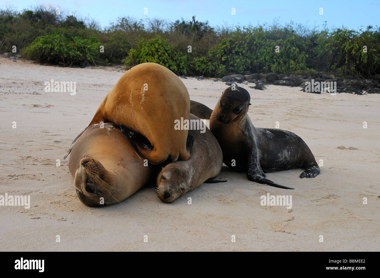 Galapagos Sea Lion Stock Photo - Alamy