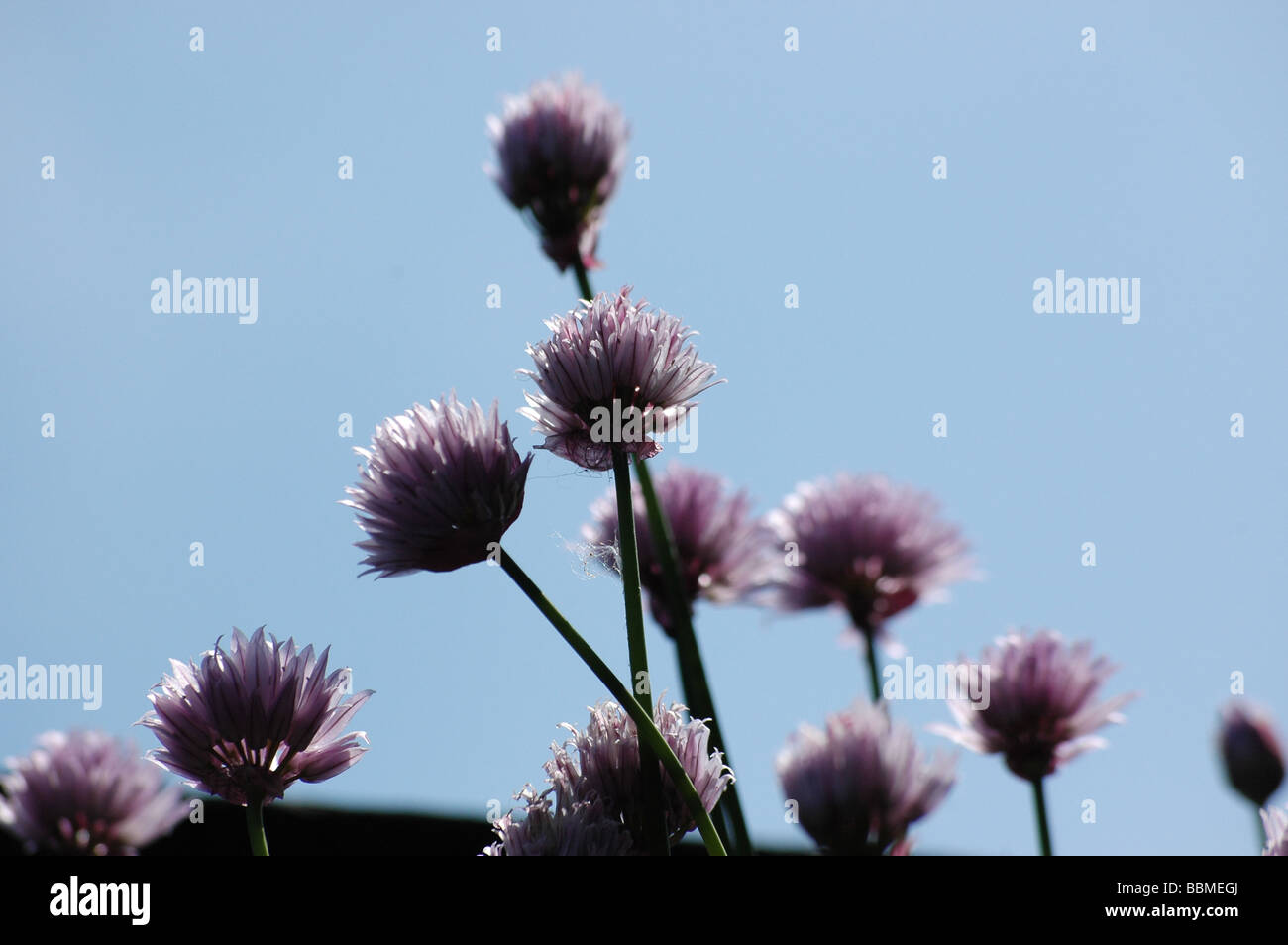Chives in flower Stock Photo - Alamy