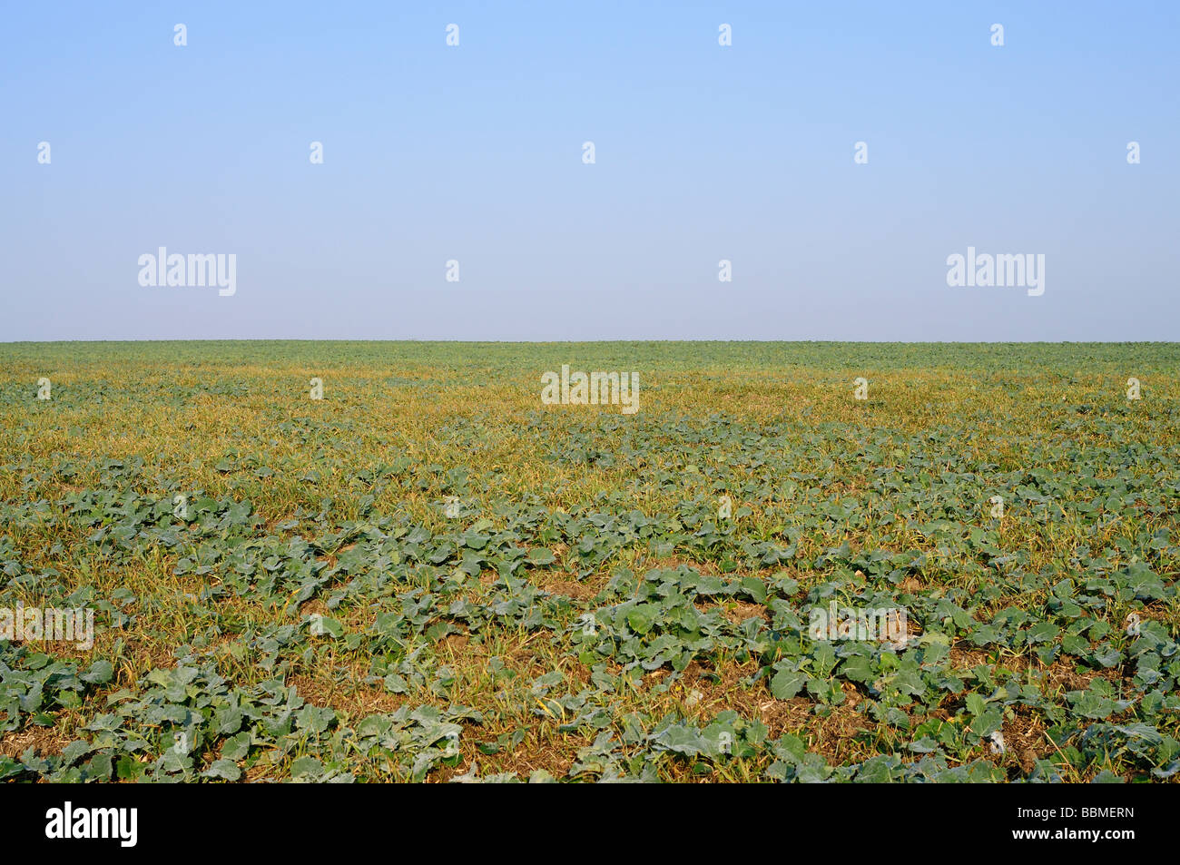 Field worked hi-res stock photography and images - Alamy