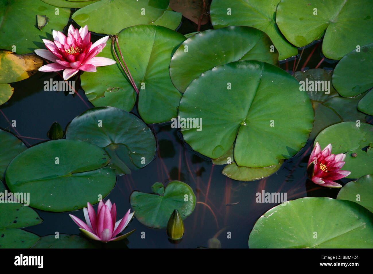 Water_lilies hi-res stock photography and images - Alamy