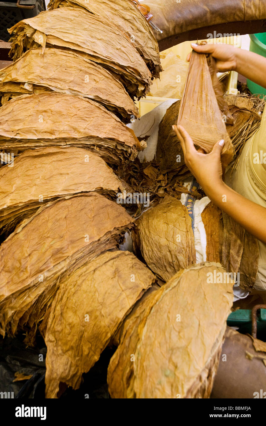 Cuba, Havana. Grading tobacco leaves, The H. Upmann Cigar Factory ...