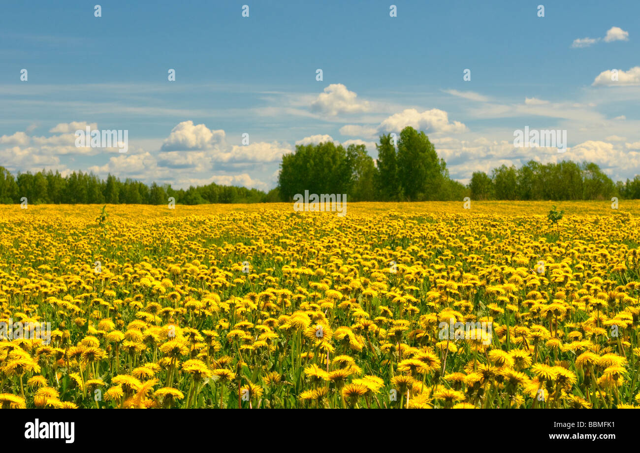 Dandelion field hi-res stock photography and images - Alamy
