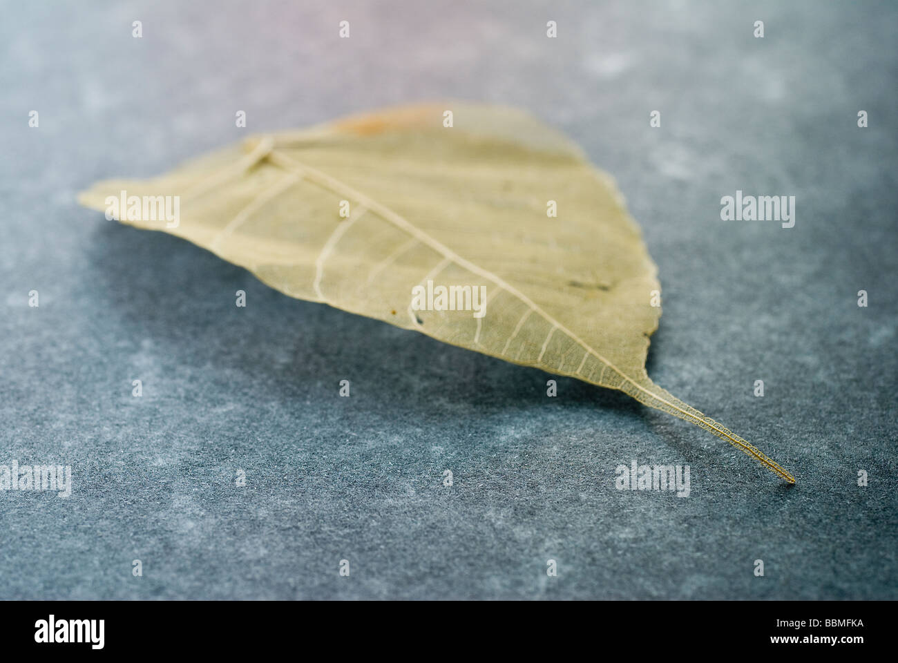 Dry leaf on blue table Stock Photo - Alamy