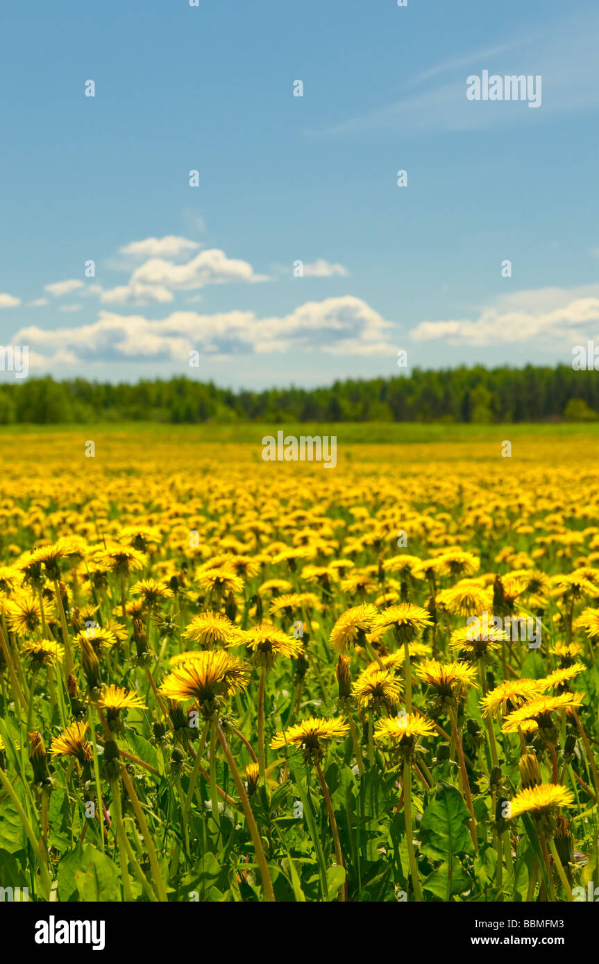 Dandelion field hi-res stock photography and images - Alamy