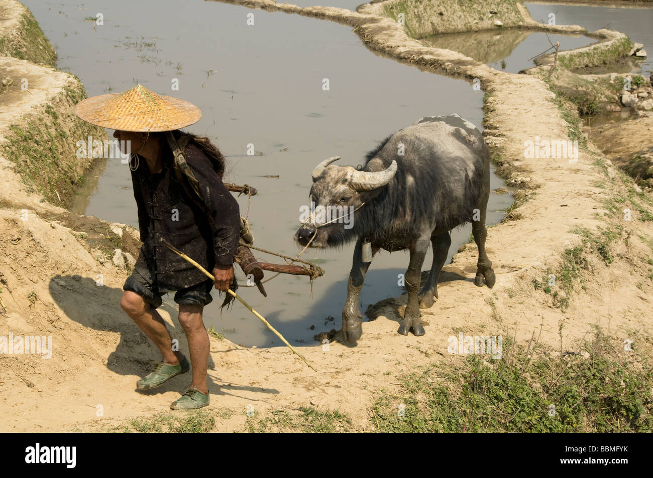 Hani farmer and his water buffalo in rural Yunnan China Stock Photo - Alamy