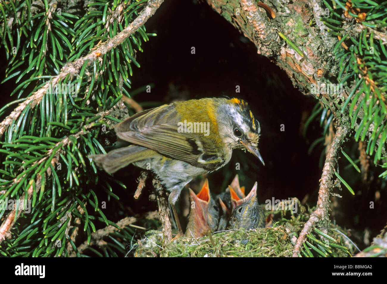 Firecrest (Regulus ignicapillus) with chicks at the nest Stock Photo ...