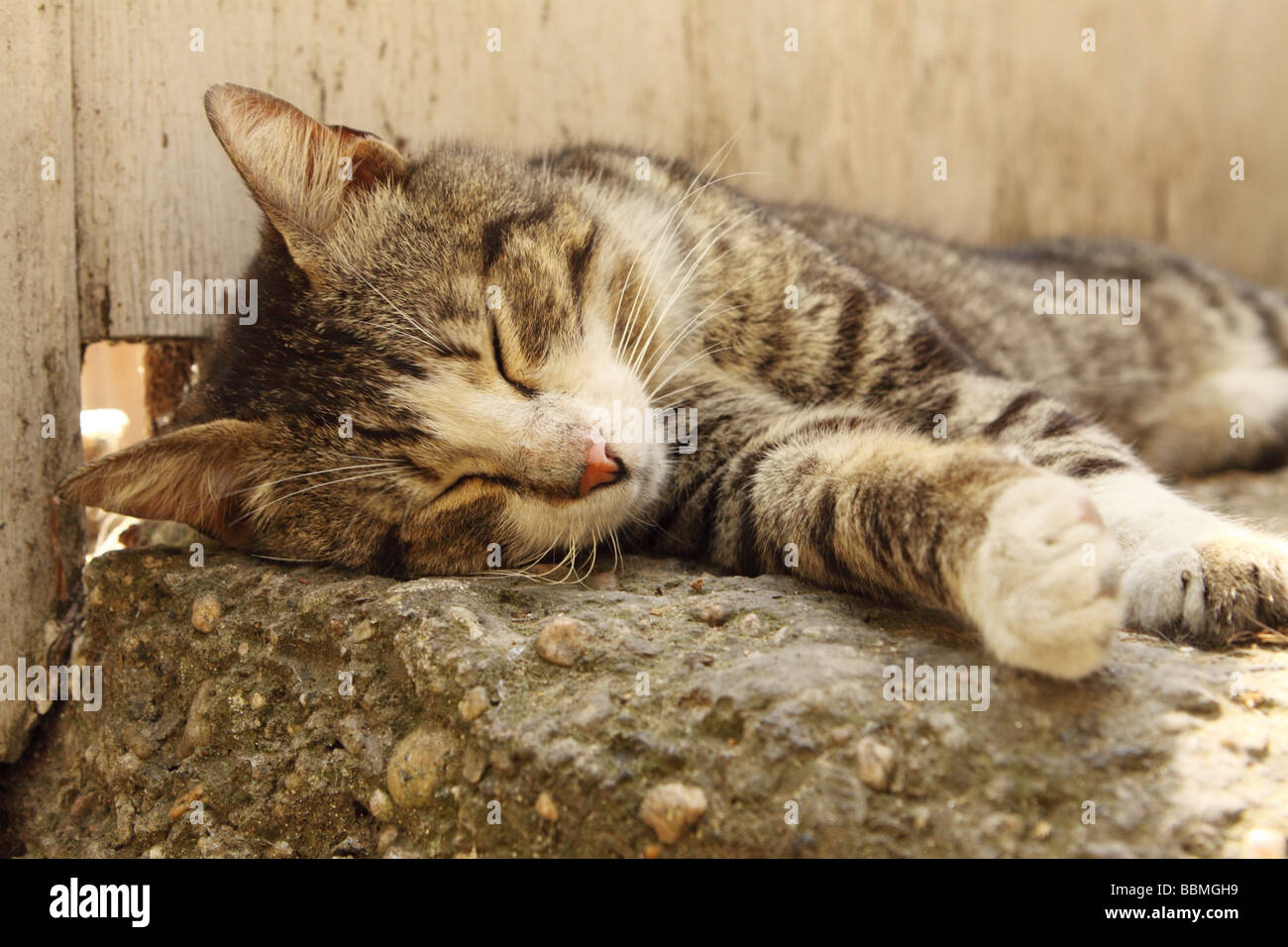 Tabby concrete hi-res stock photography and images - Alamy