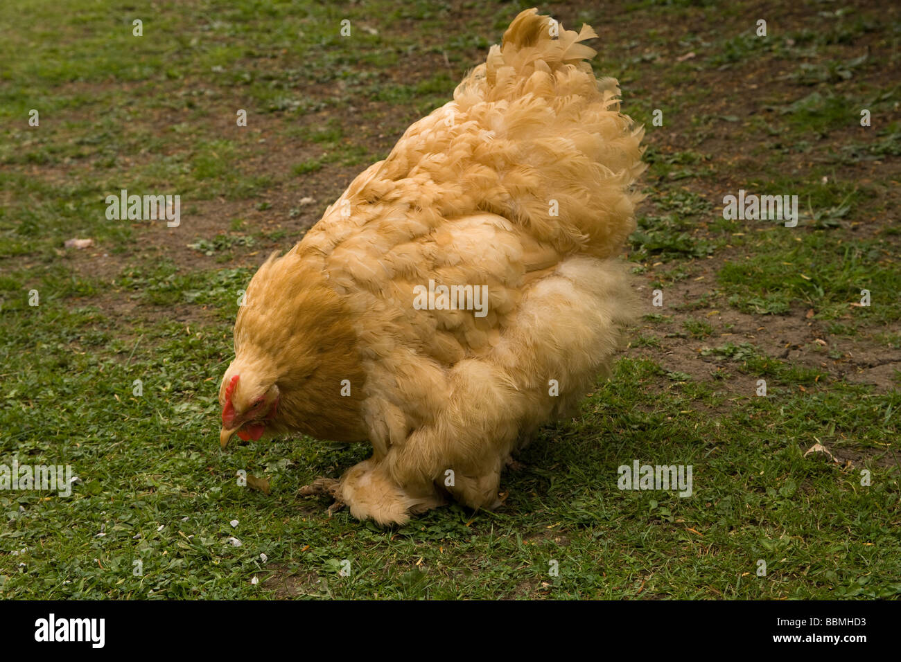 Buff Orpington chicken at Chatsworth Stock Photo - Alamy